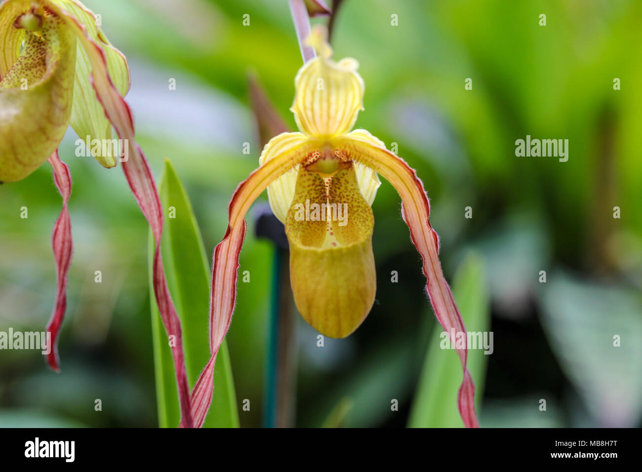 Beautiful mages of Orchids shot at Phipps Conservatory, intermixed with ...