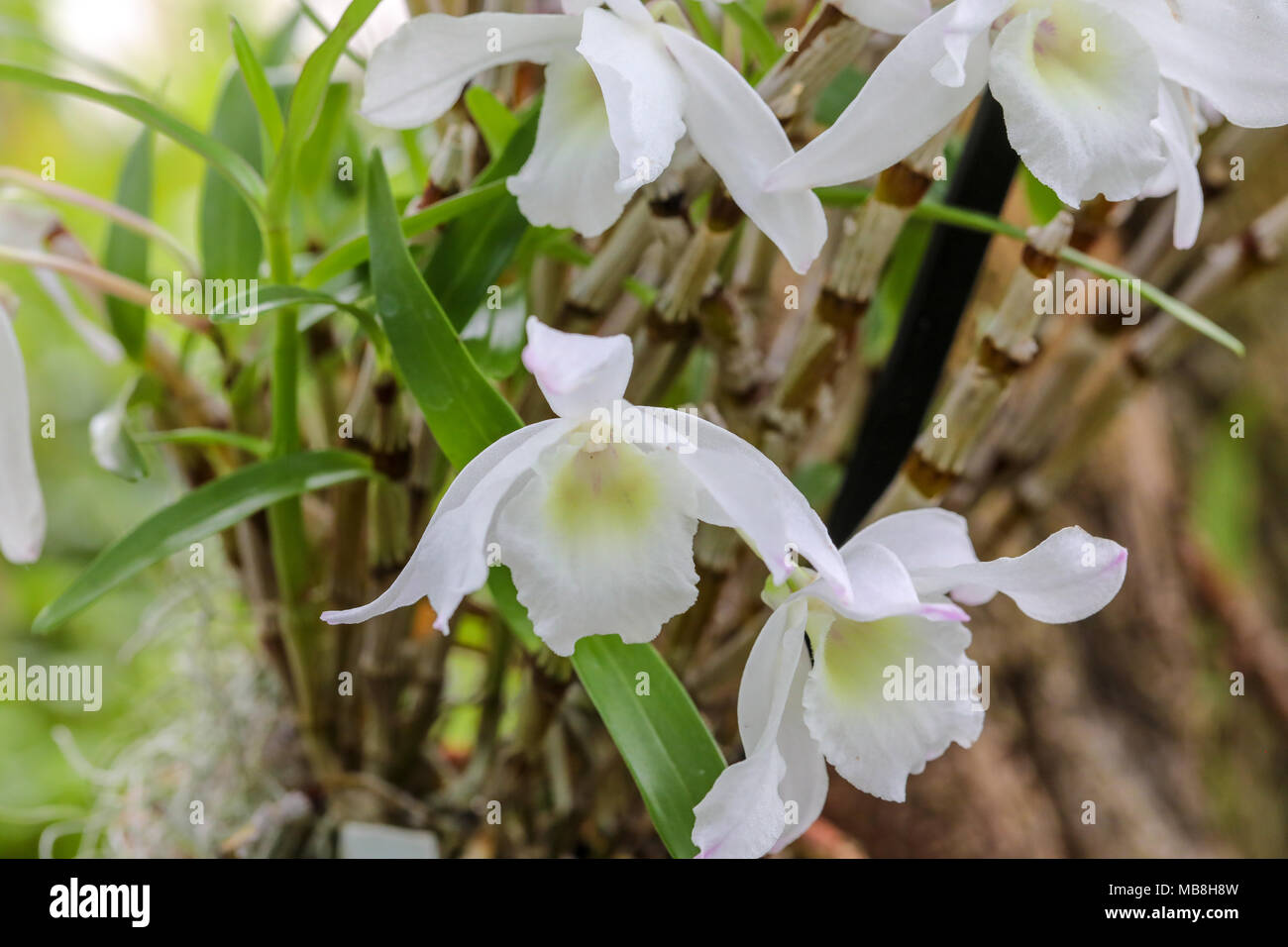 Beautiful mages of Orchids shot at Phipps Conservatory, intermixed with ...