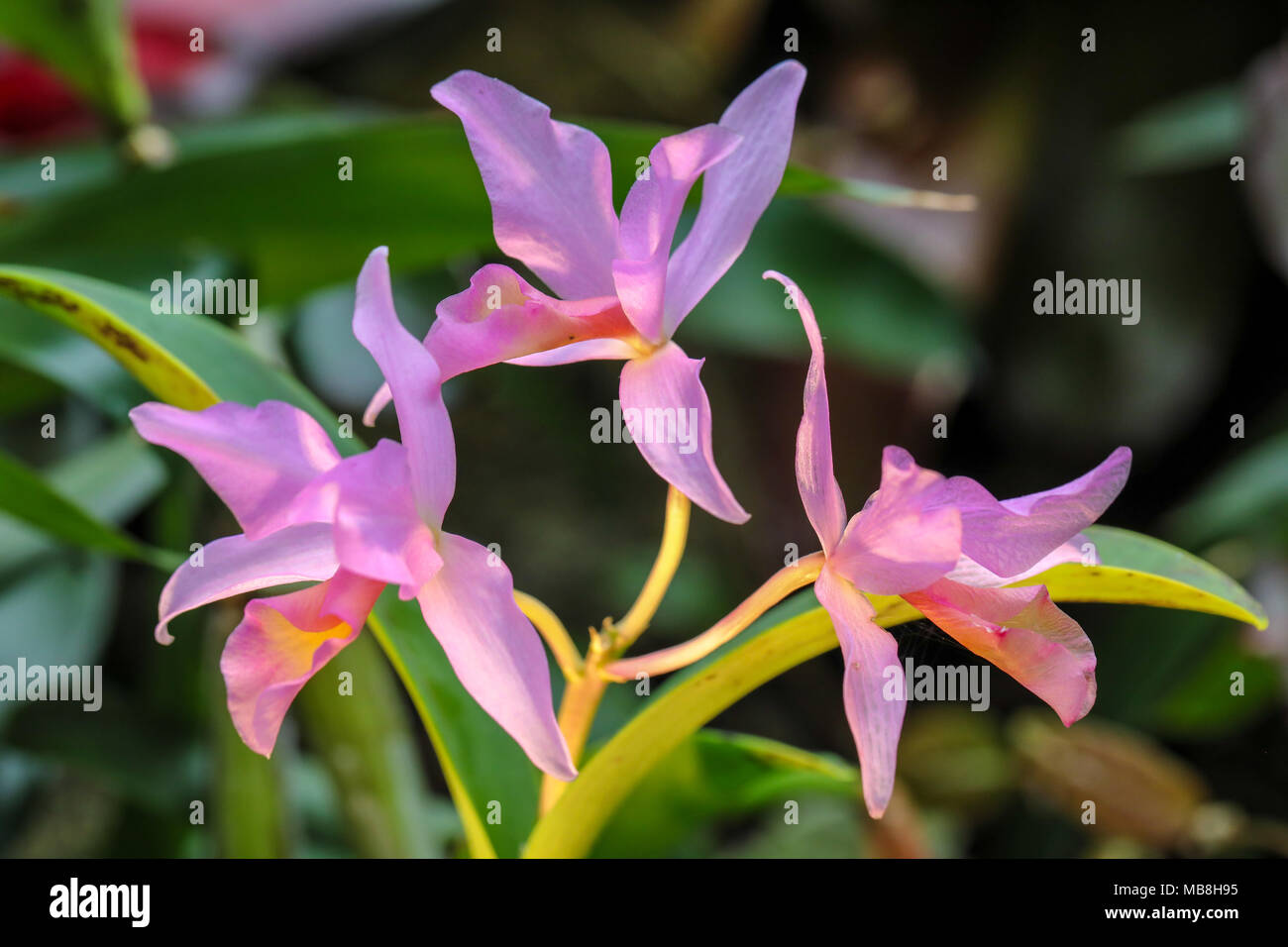 Beautiful mages of Orchids shot at Phipps Conservatory, intermixed with ...