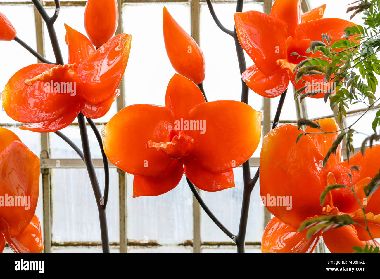 Beautiful mages of Orchids shot at Phipps Conservatory, intermixed with ...