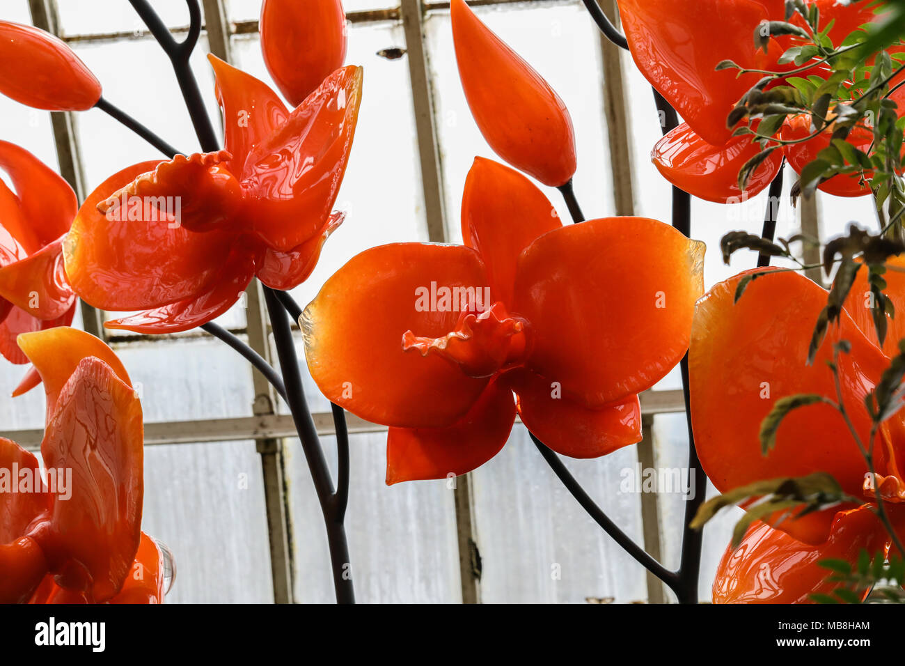 Beautiful mages of Orchids shot at Phipps Conservatory, intermixed with ...