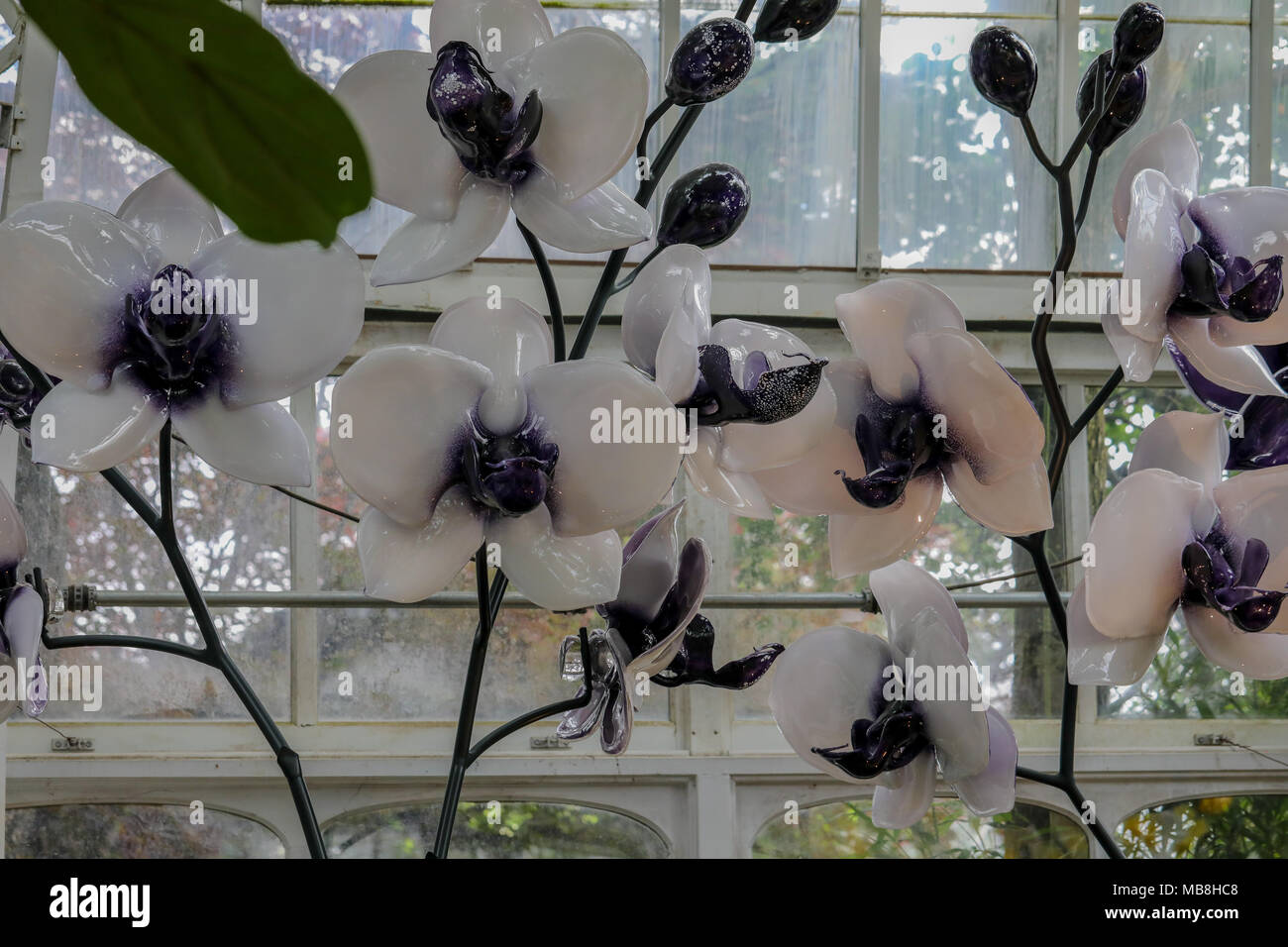 Beautiful mages of Orchids shot at Phipps Conservatory, intermixed with ...