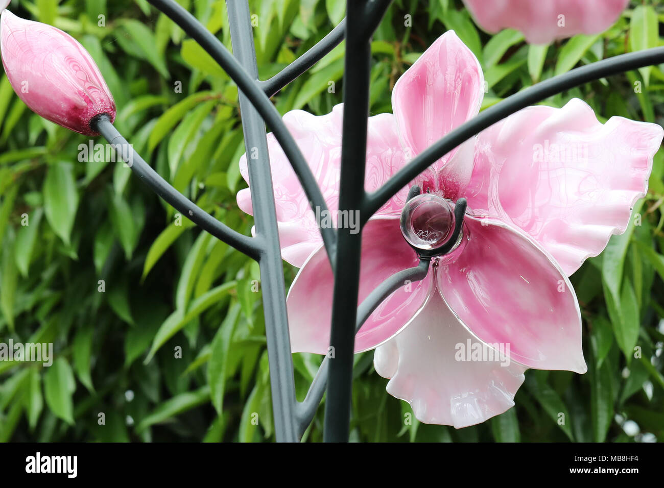 Beautiful mages of Orchids shot at Phipps Conservatory, intermixed with ...