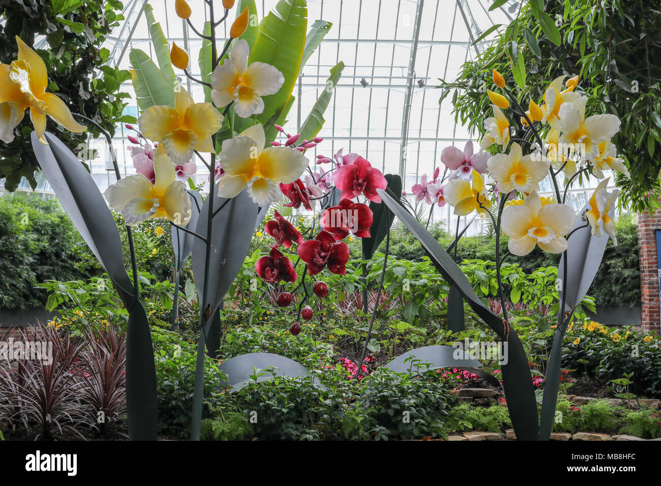Beautiful mages of Orchids shot at Phipps Conservatory, intermixed with ...