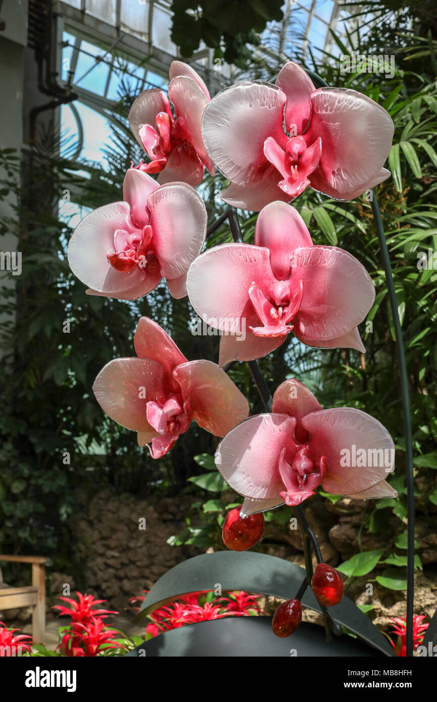 Beautiful mages of Orchids shot at Phipps Conservatory, intermixed with ...