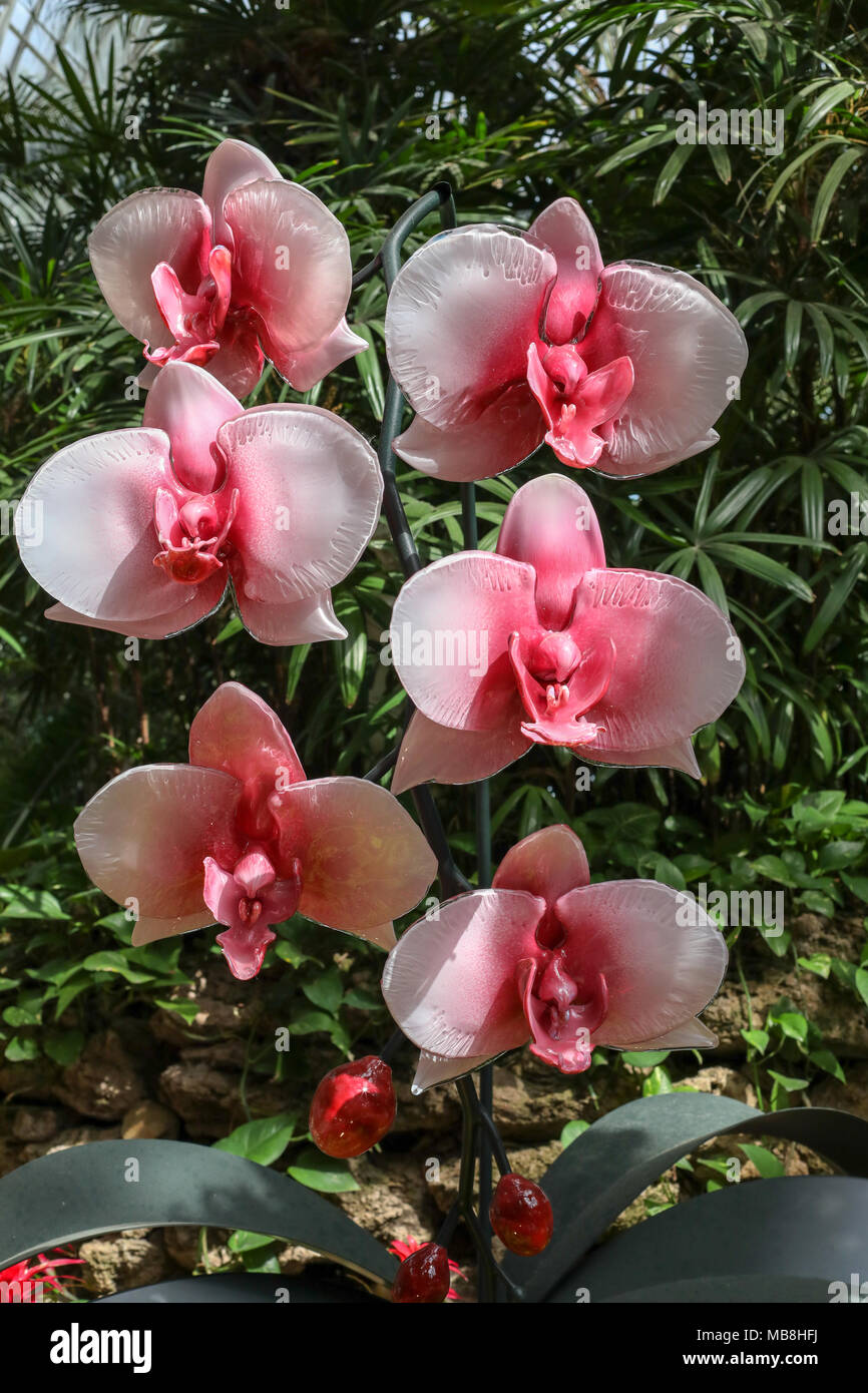 Beautiful mages of Orchids shot at Phipps Conservatory, intermixed with ...
