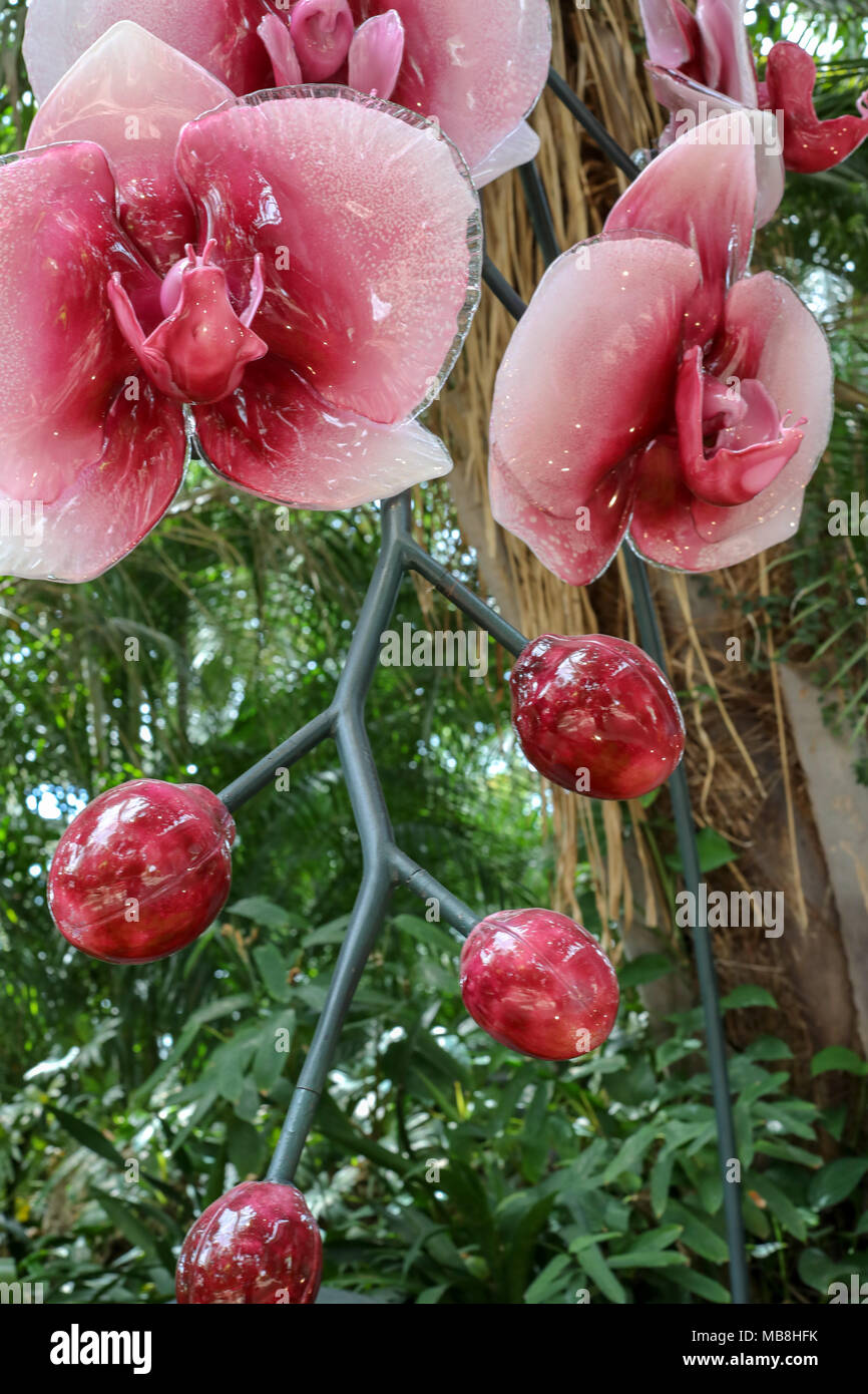 Beautiful mages of Orchids shot at Phipps Conservatory, intermixed with ...