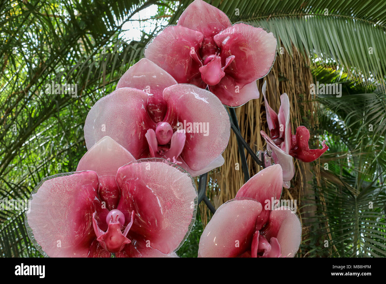 Beautiful mages of Orchids shot at Phipps Conservatory, intermixed with ...