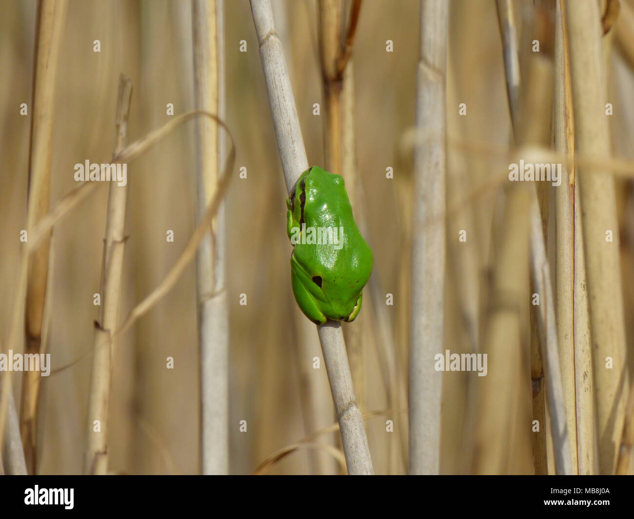 Single small green European tree frog - Hyla arborea on the old reed ...