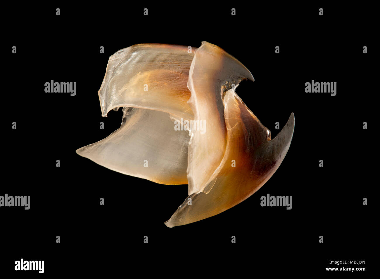 Largest Squid Beak