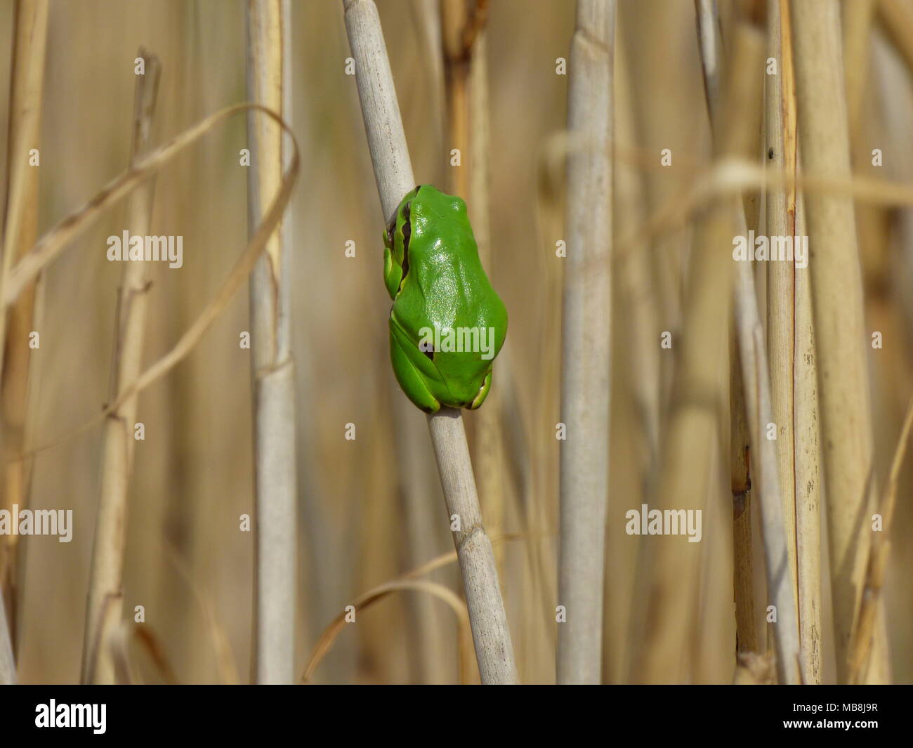 Single small green European tree frog - Hyla arborea on the old reed ...