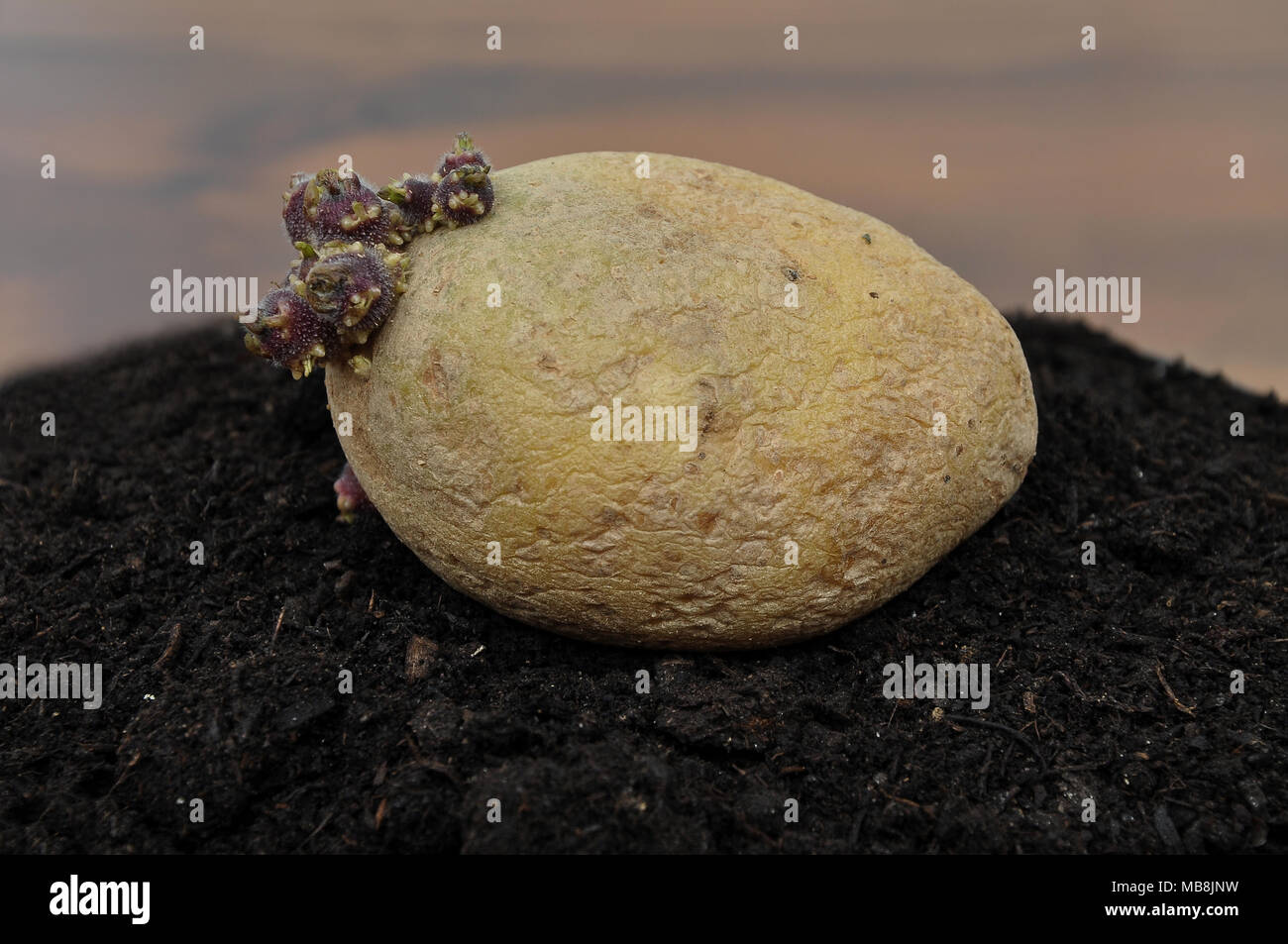 Potato on soil Stock Photo - Alamy