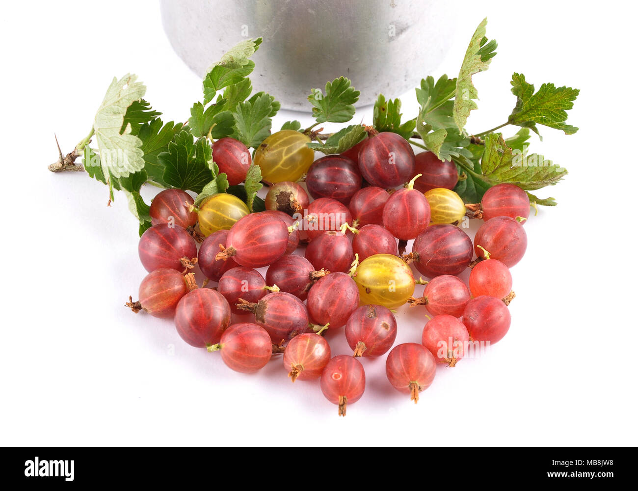 Gooseberry with twig and tin bucket Stock Photo - Alamy