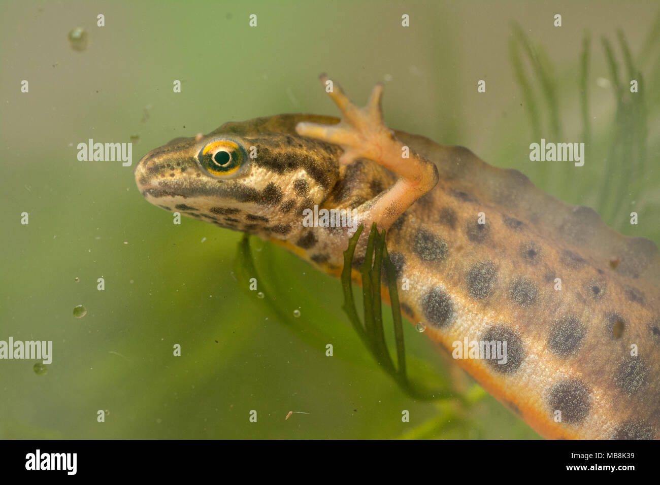 Male smooth newt, also called common newt (Lissotriton vulgaris) in ...