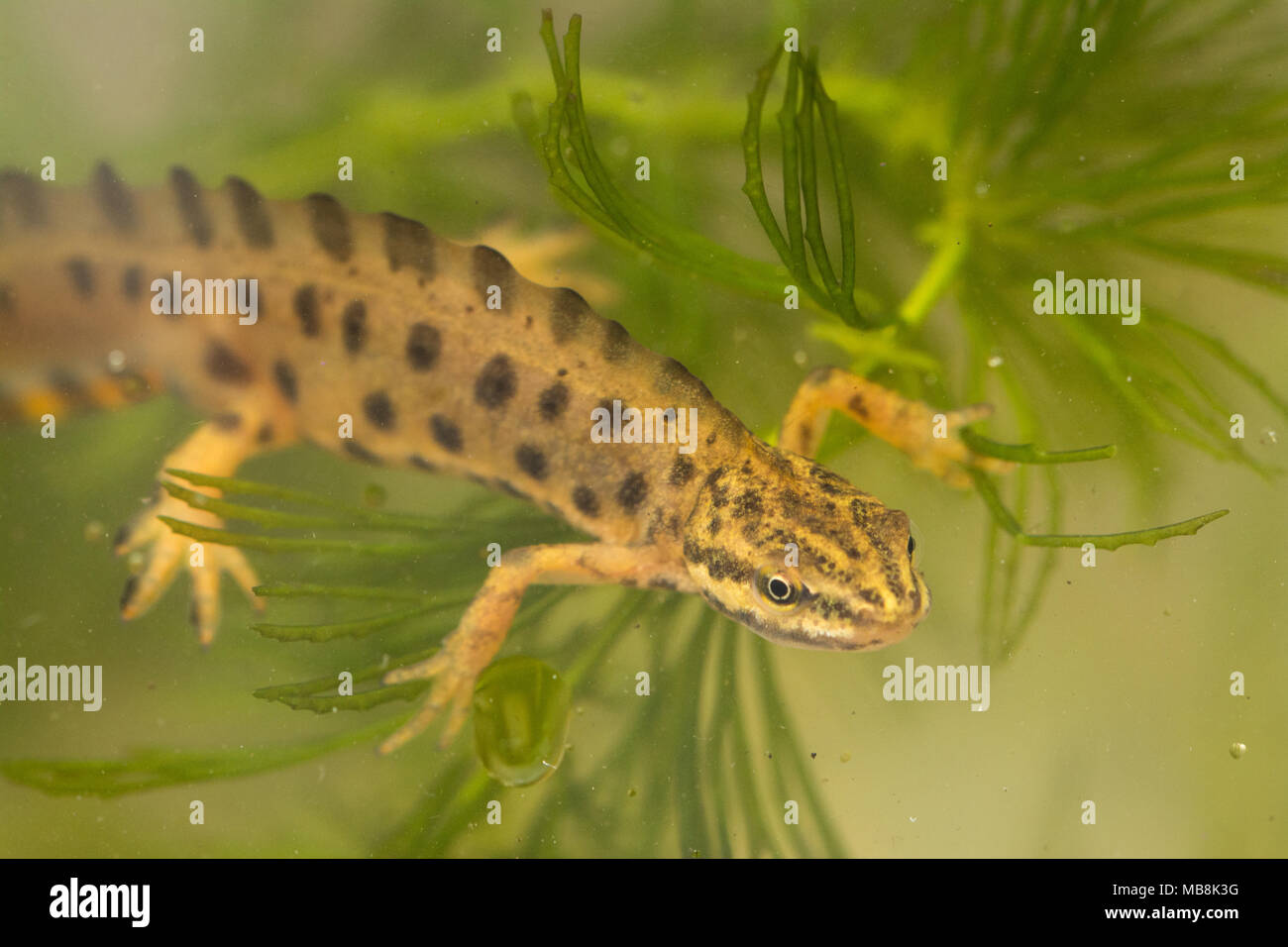 Male smooth newt, also called common newt (Lissotriton vulgaris) in ...
