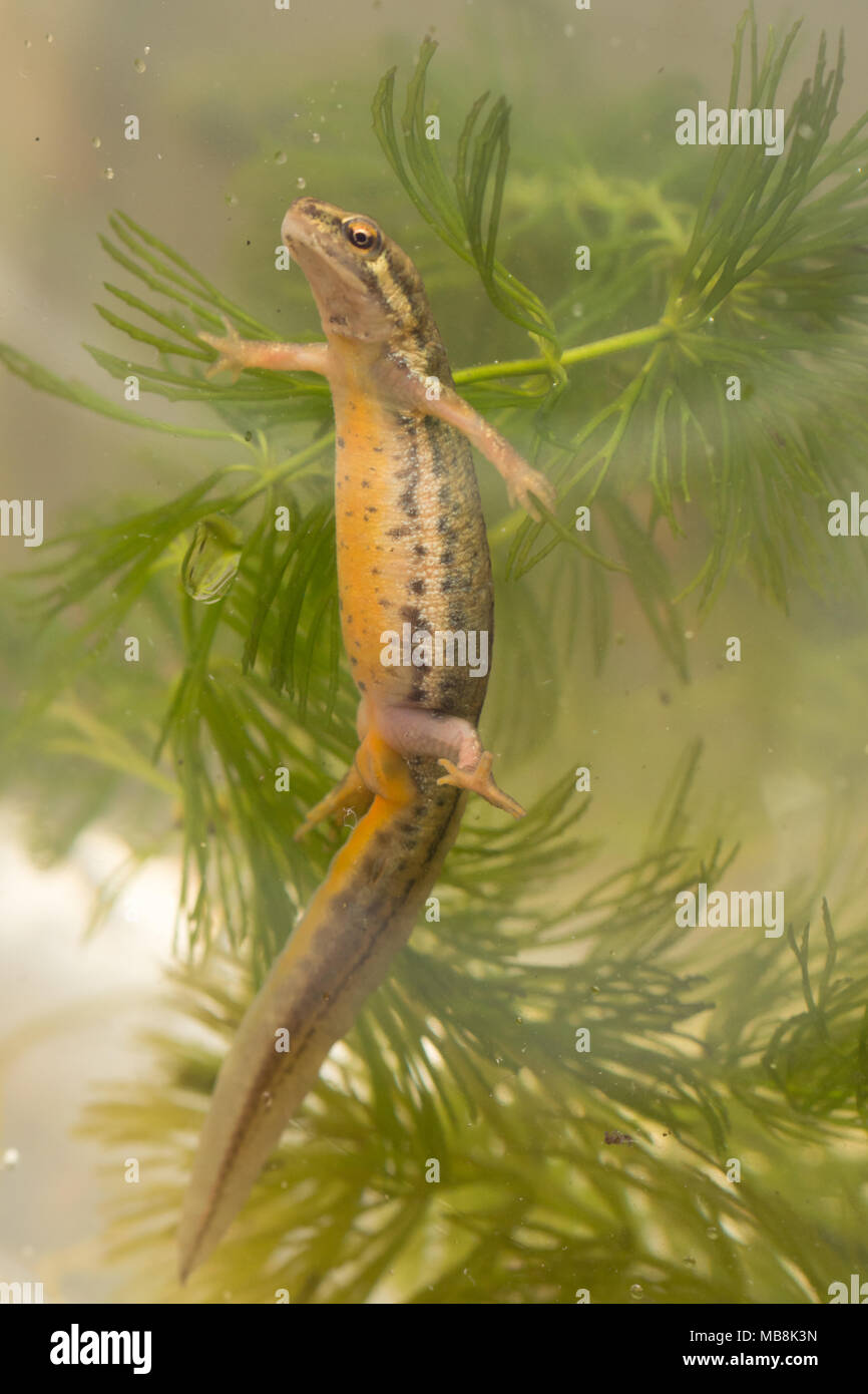 Smooth newt, also called common newt (Lissotriton vulgaris) in aquatic ...