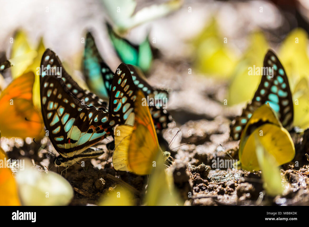 Butterfly butterflies flowers turquoise hi-res stock photography and ...