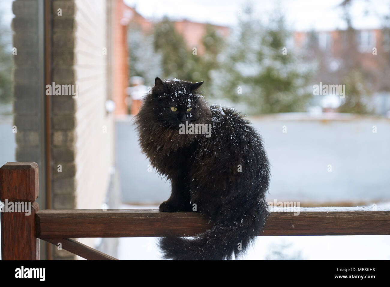 Snow cat hunts Stock Photo - Alamy