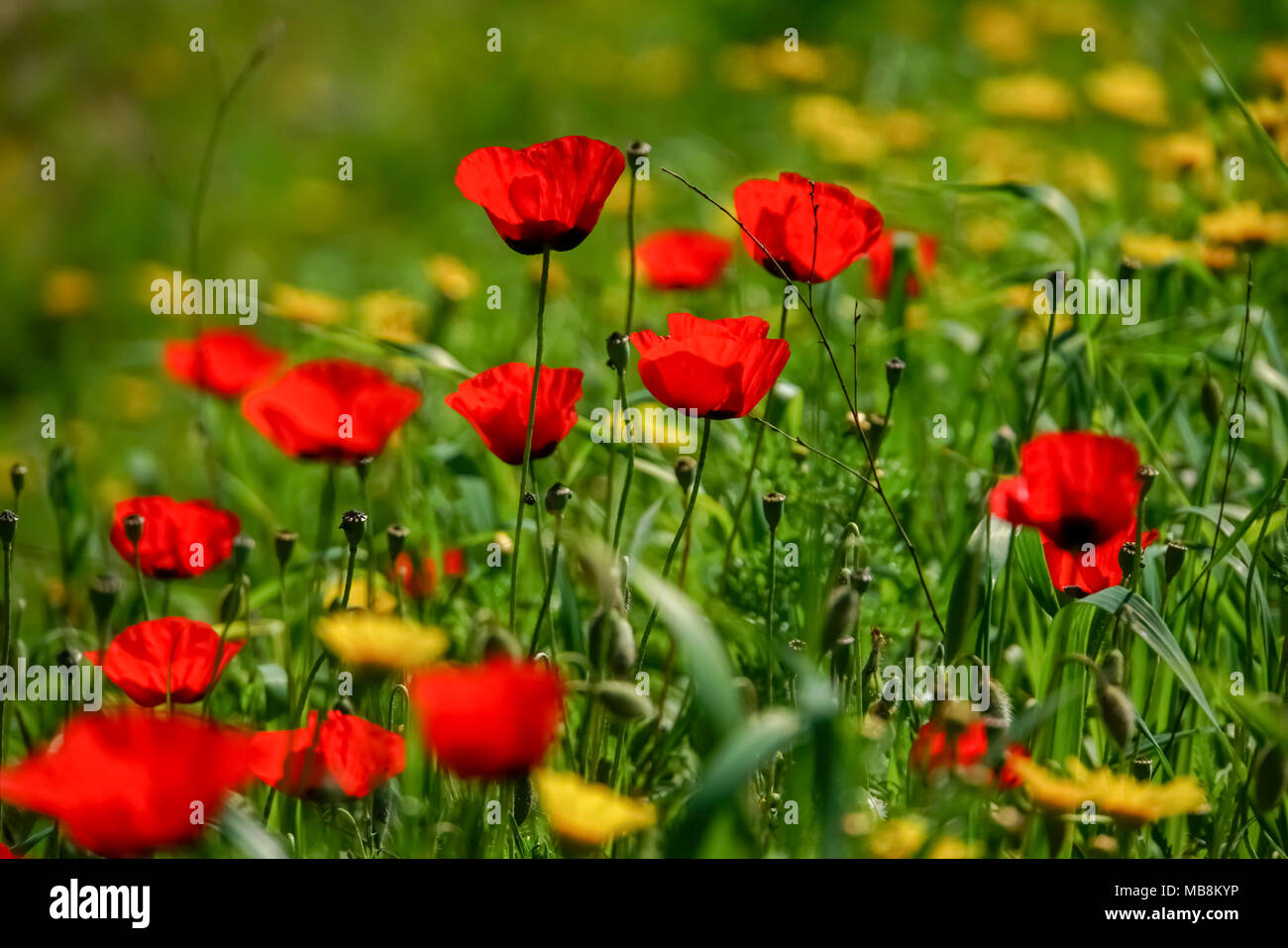 closeup of flowering red poppies. Photographed in Israel, In March ...