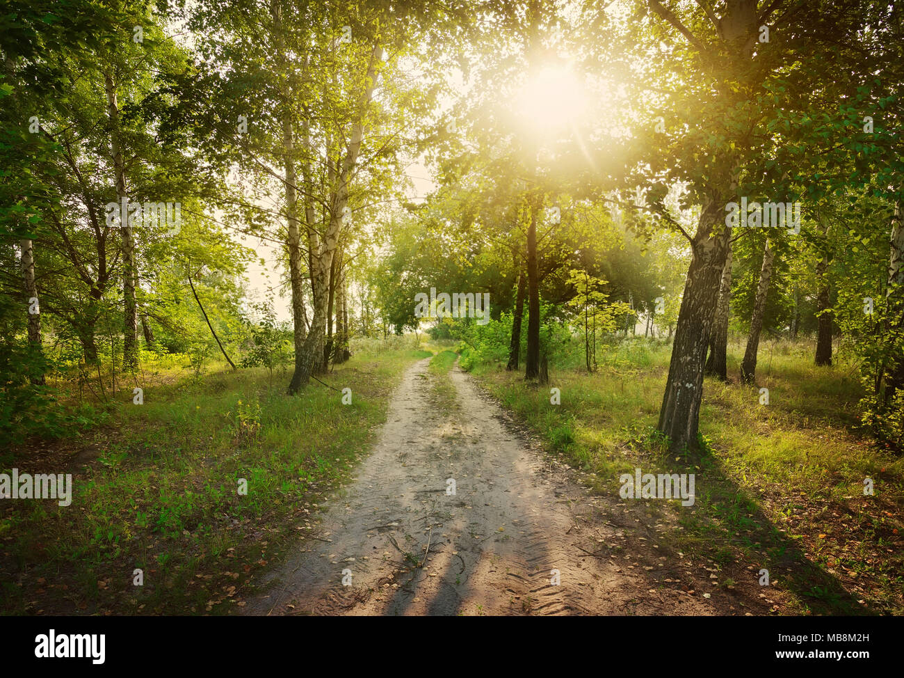 Footpath in deciduous forest at sunny sunrise Stock Photo - Alamy