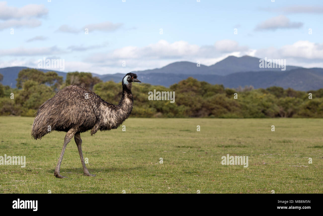 Emu walks on the grass in Wilson's Promontory Stock Photo - Alamy