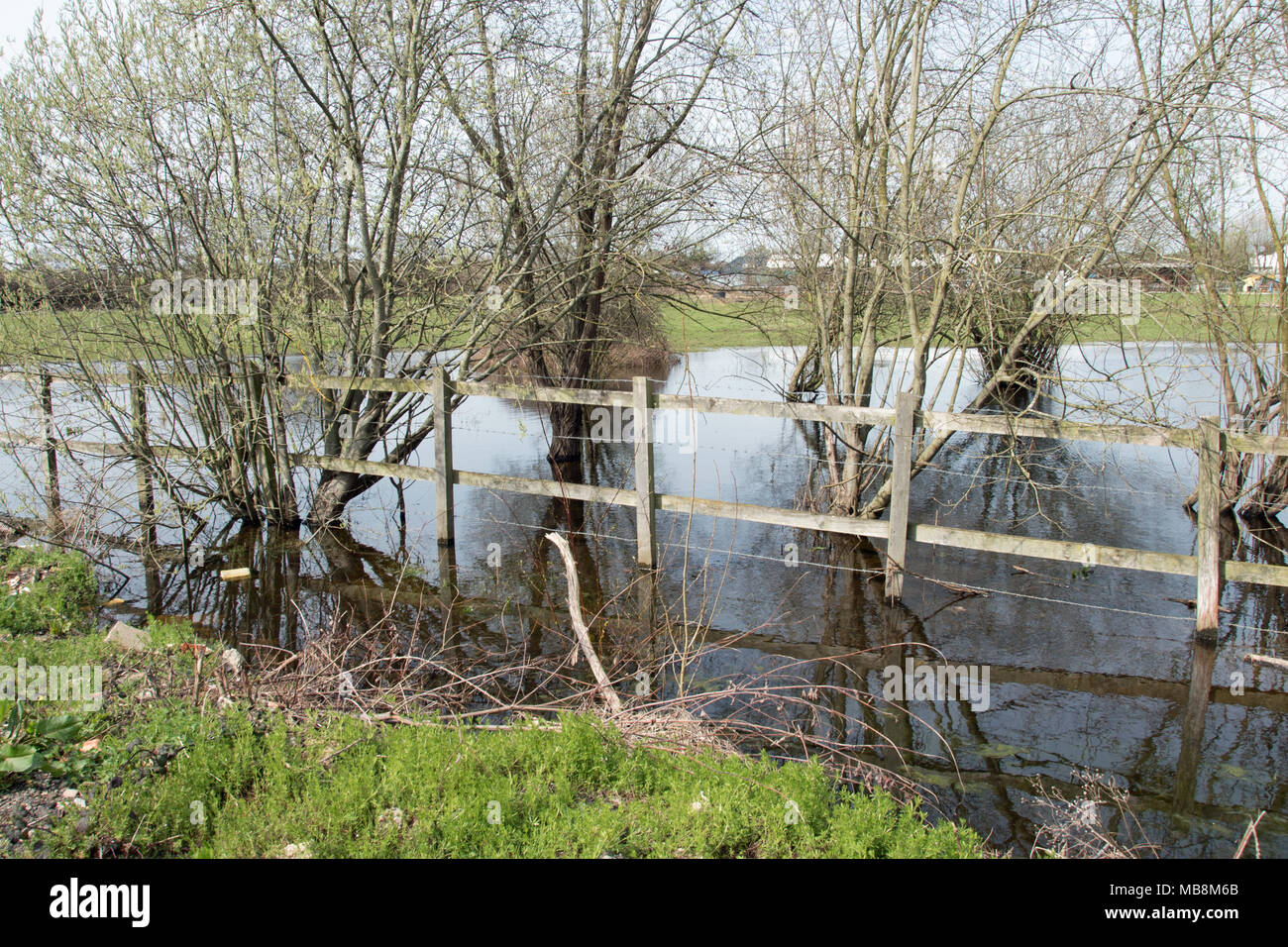 Willow trees thrive in saturated ground Stock Photo - Alamy