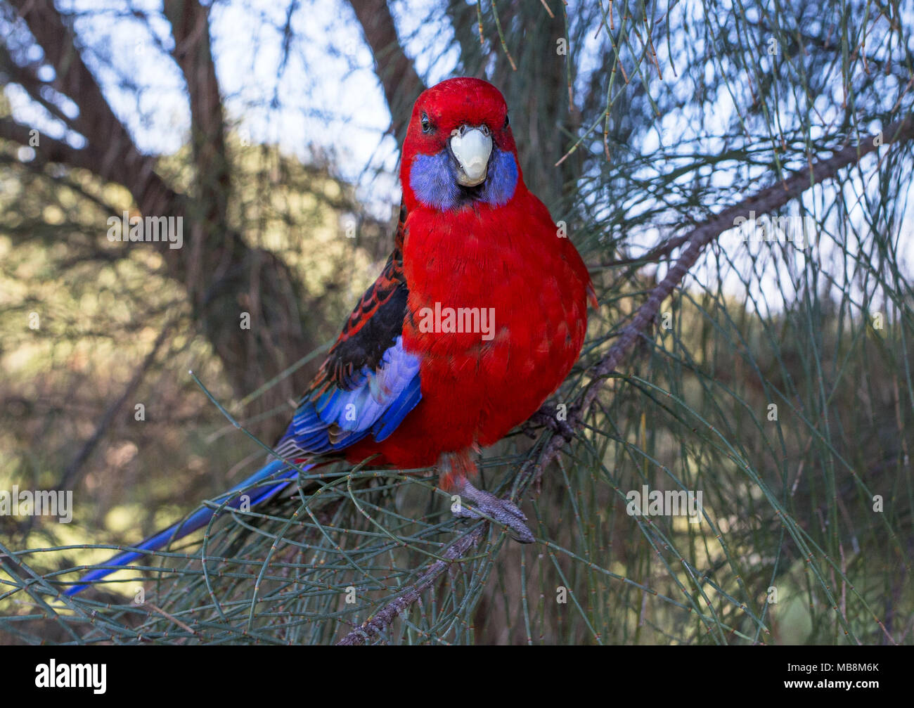 Adelaide rosella hi-res stock photography and images - Alamy