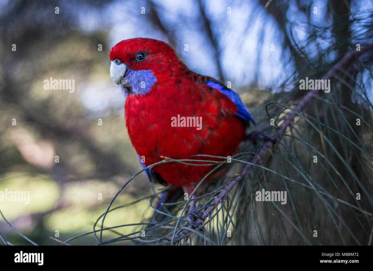 Adelaide rosella hi-res stock photography and images - Alamy