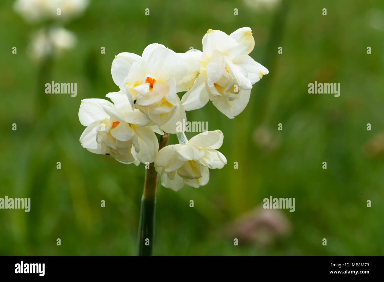 Real daffodil hi-res stock photography and images - Alamy
