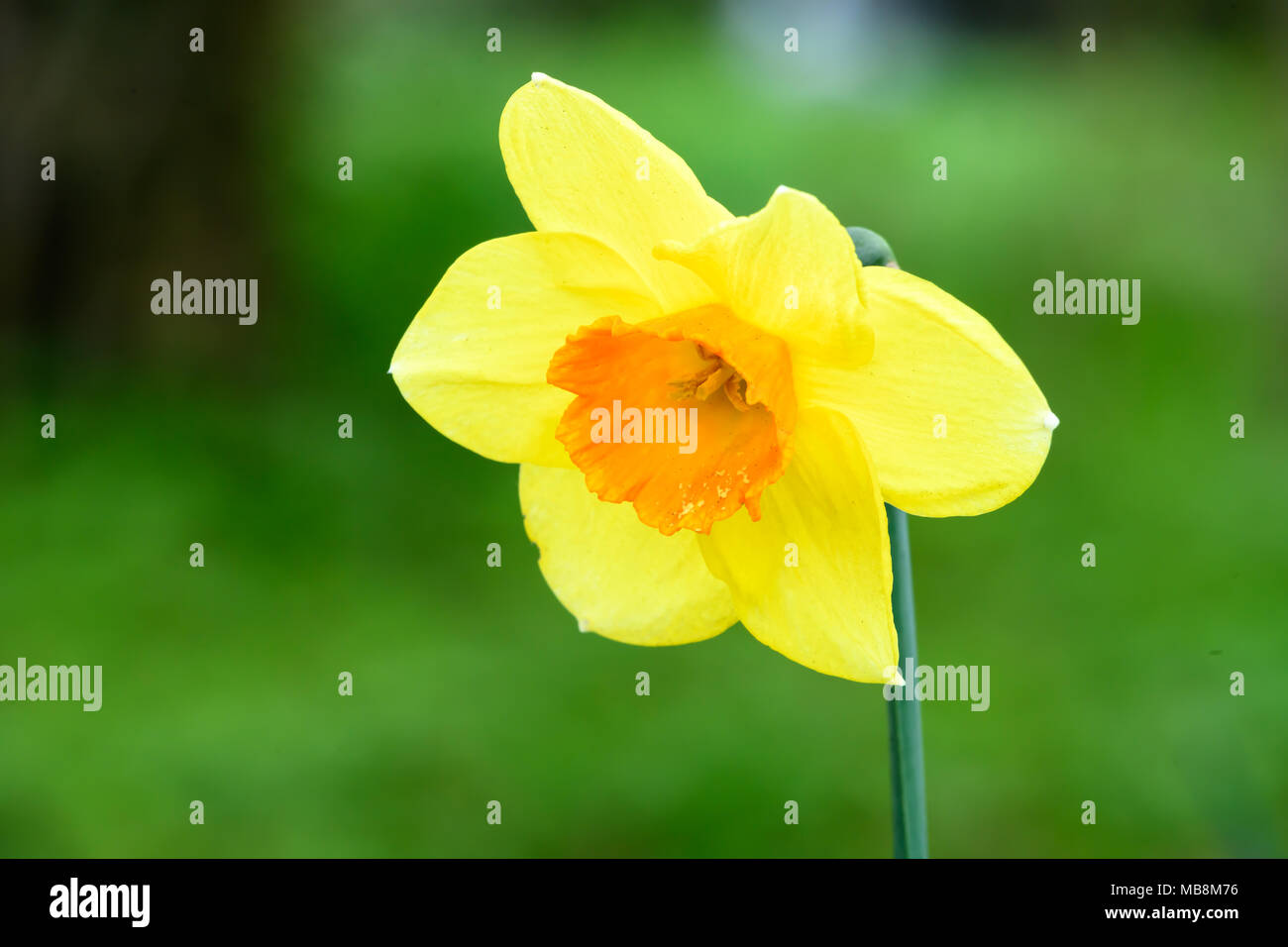 Real daffodil hi-res stock photography and images - Alamy