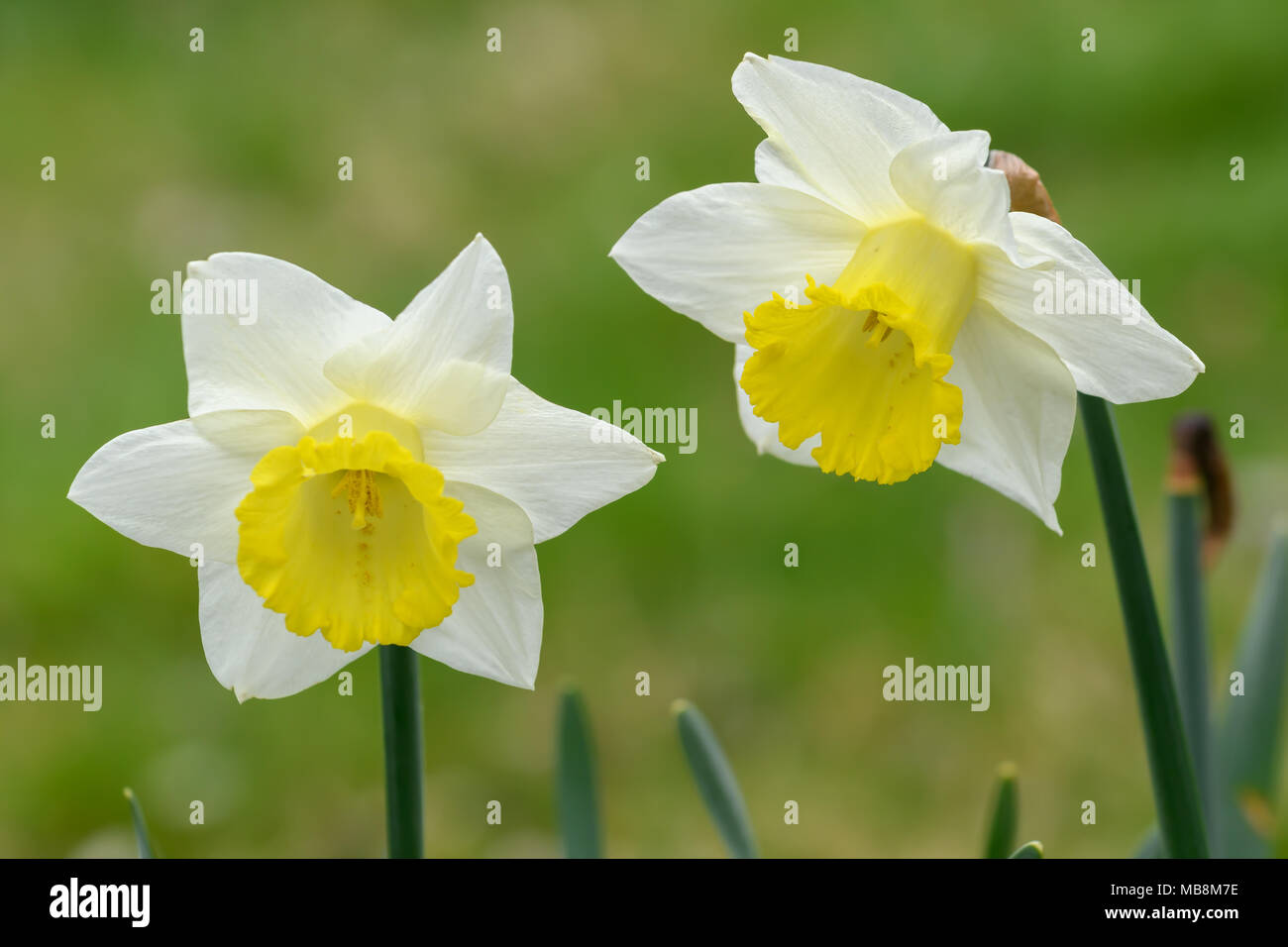 Real daffodil hi-res stock photography and images - Alamy