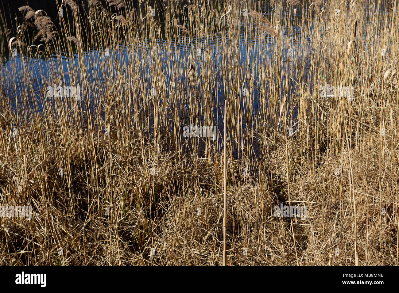 Spring 2000 hi-res stock photography and images - Alamy