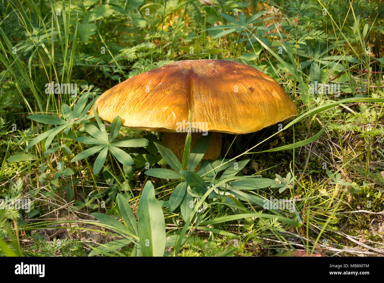 Boletus edulis species. A large King Bolete mushroom found along Trail ...