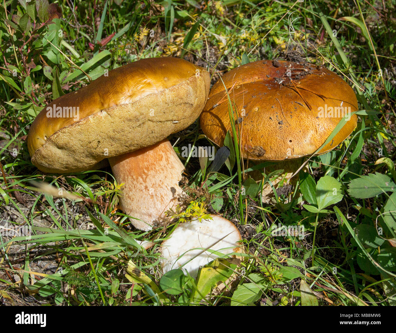 Bolete in a pair hi-res stock photography and images - Alamy
