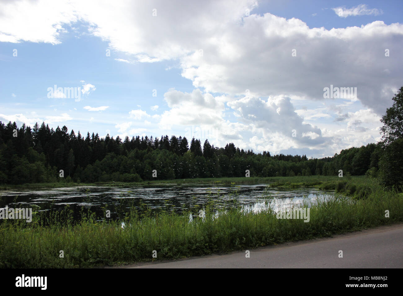 beautiful lake landscape with trees and herbs Stock Photo - Alamy