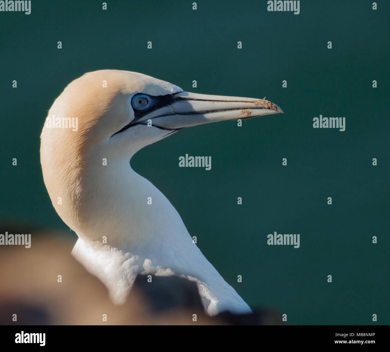 A Northern Gannet at a breeding colony at Troup Head, Scotland Stock ...