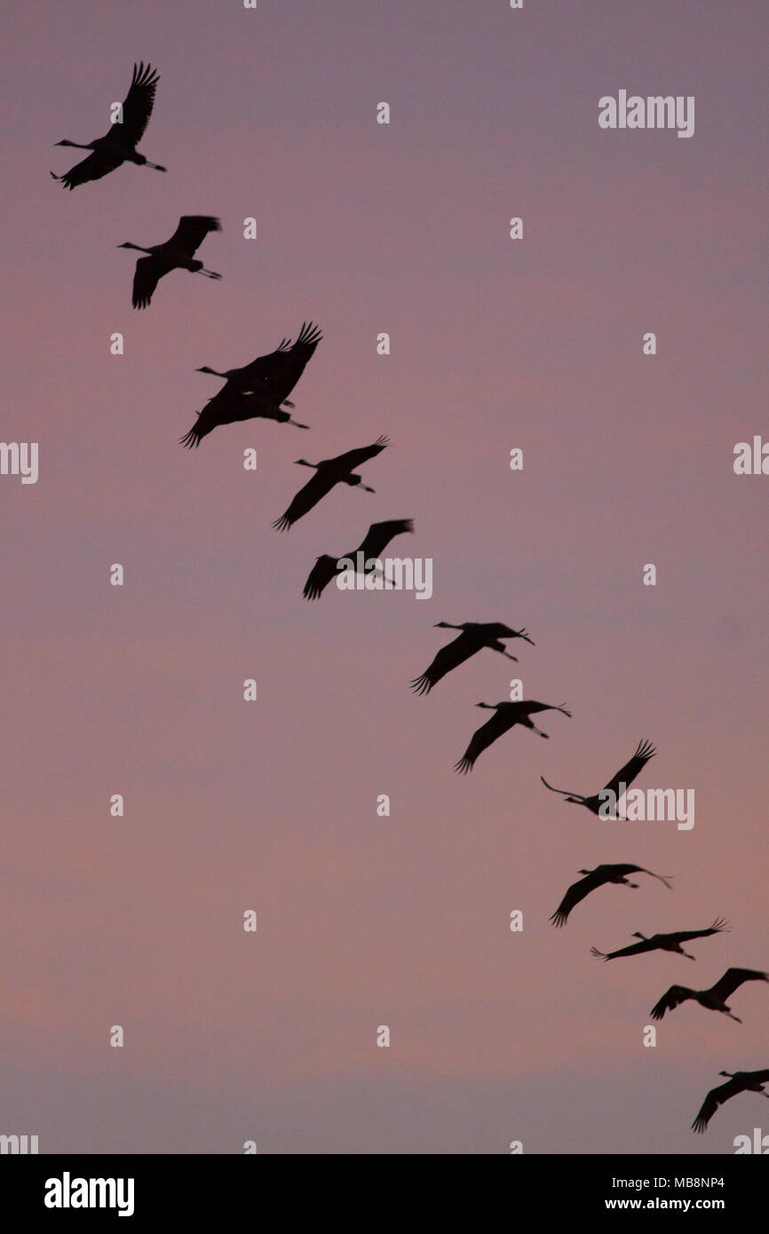 Common Cranes flying into roost in Extremadura, Spain Stock Photo - Alamy