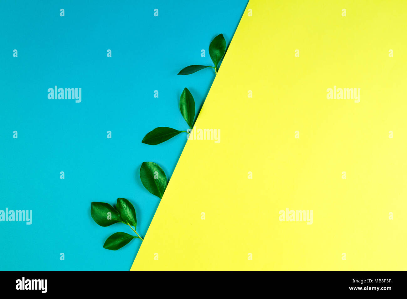 Green tree leaves with yellow and blue background Stock Photo - Alamy