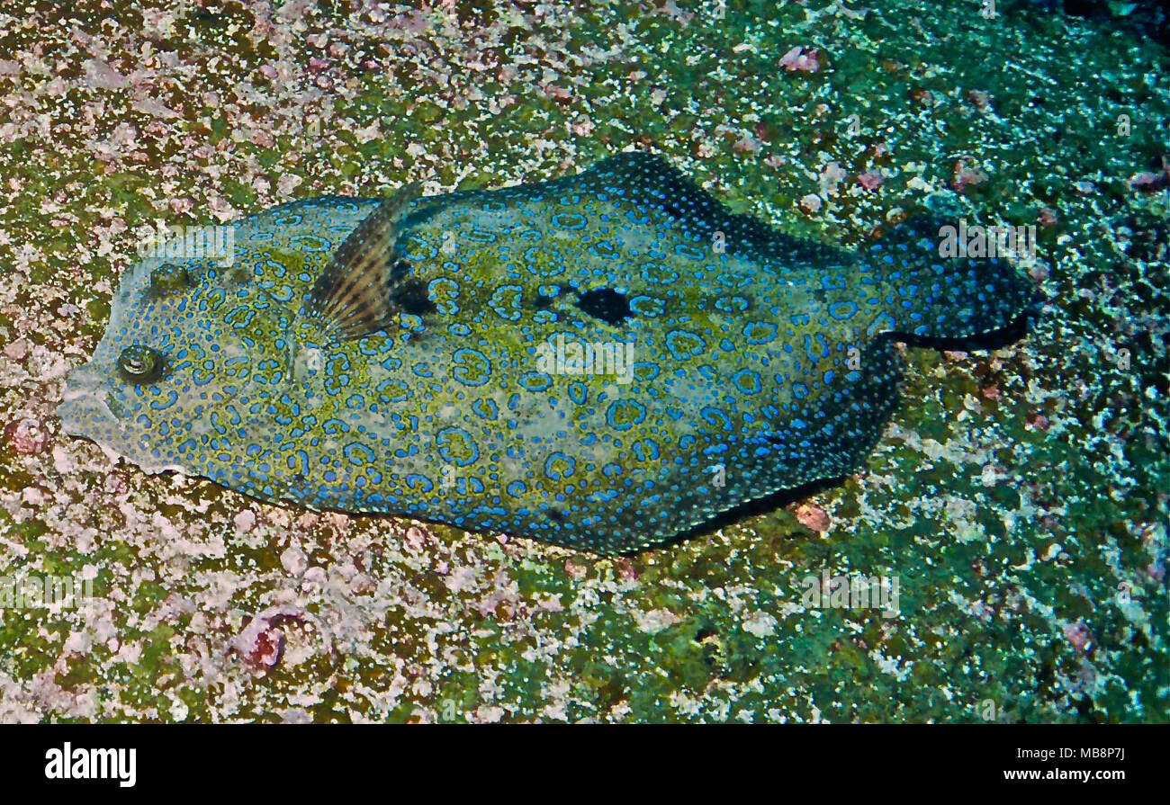Flatfish eyes hi-res stock photography and images - Alamy