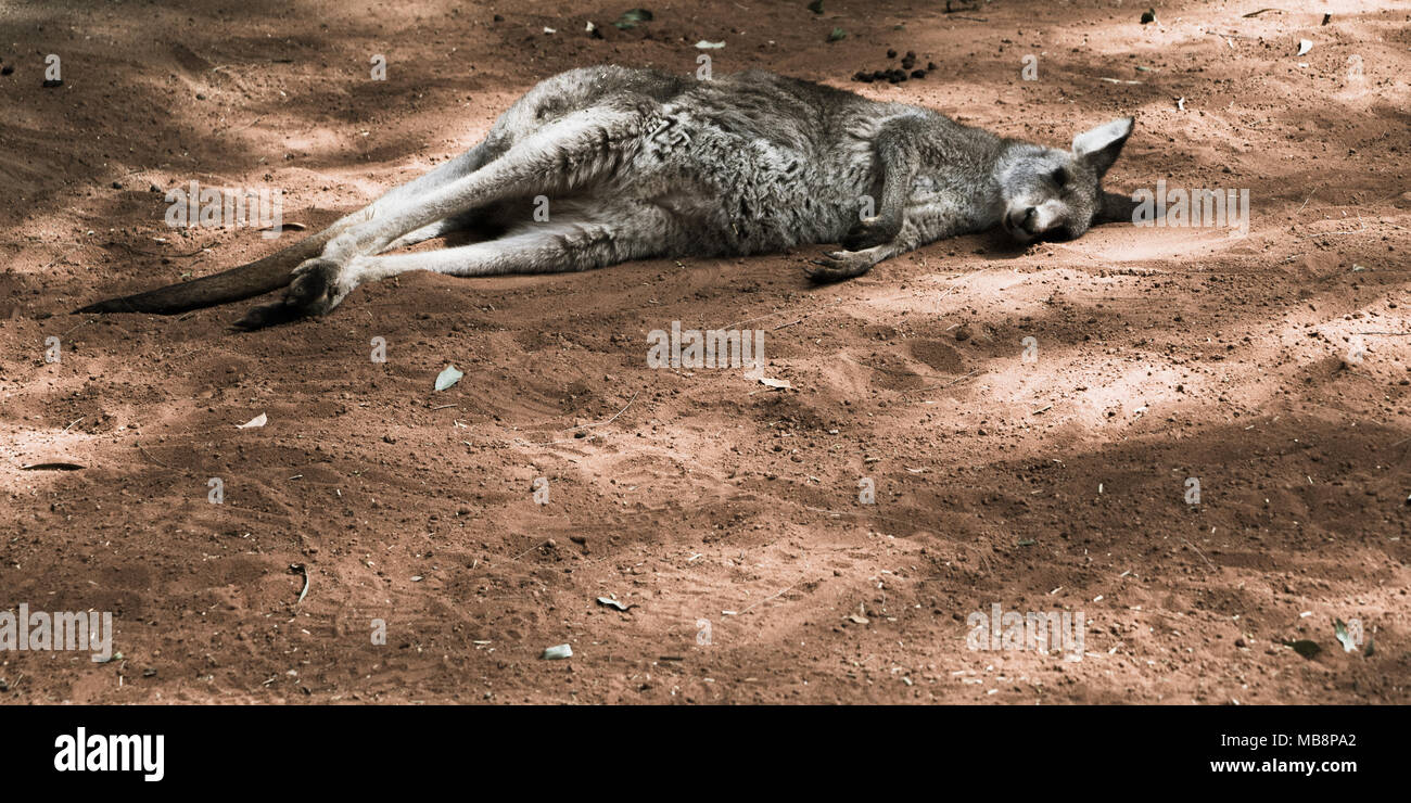 Kangaroo Sleeping in the Shade Stock Photo - Alamy