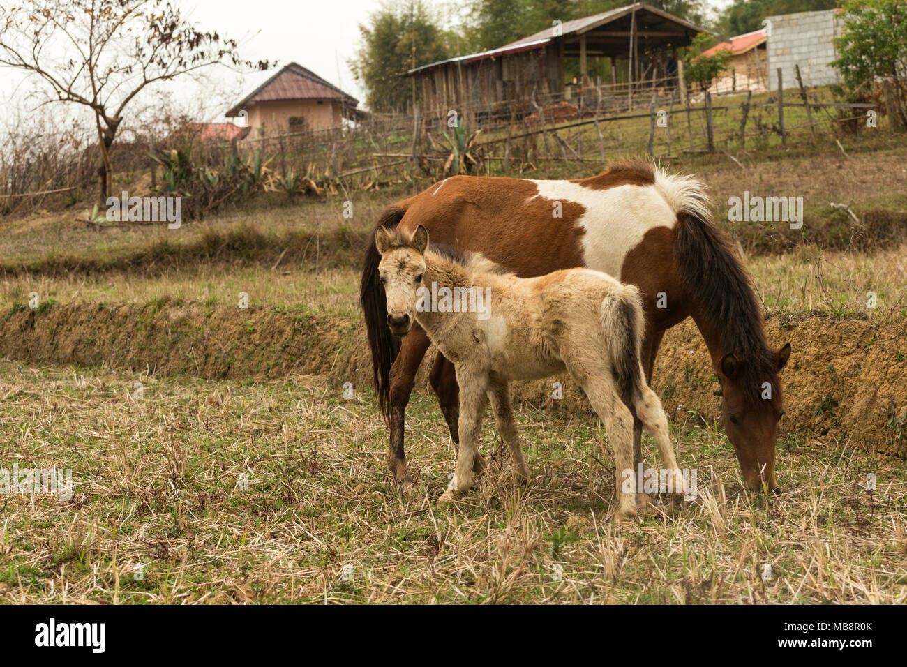 Wild Hmong horses rice fields Laos Asia Animal Stock Photo - Alamy