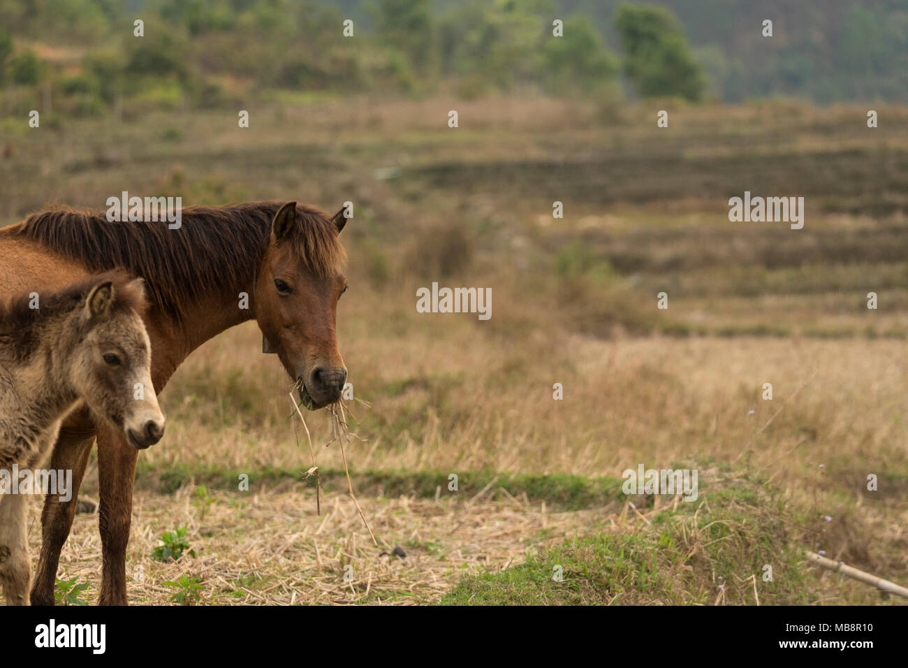 Wild Hmong horses rice fields Laos Asia Animal Stock Photo - Alamy