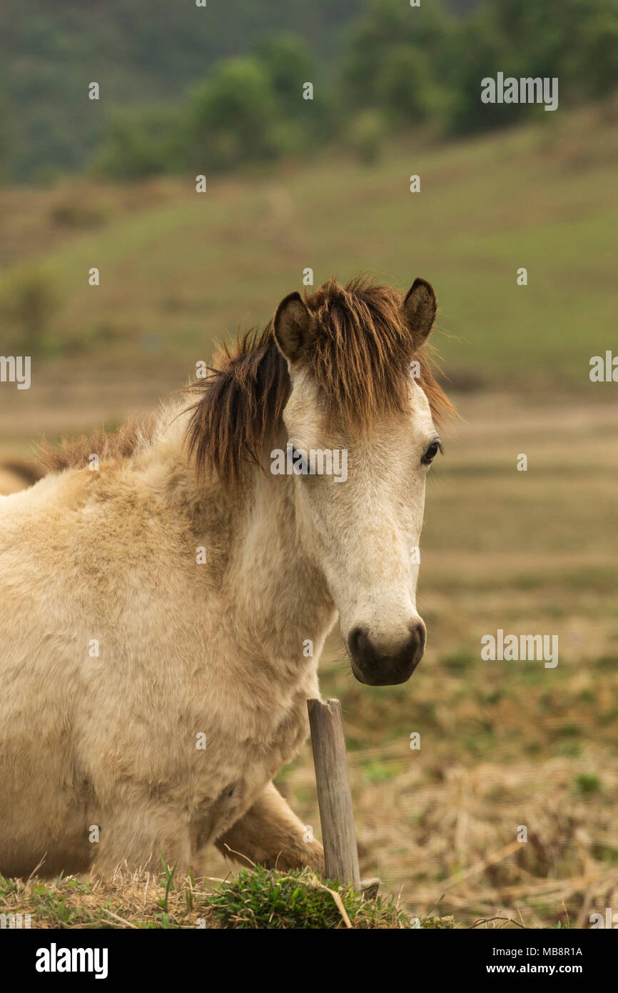 Wild Hmong horses rice fields Laos Asia Animal Stock Photo - Alamy
