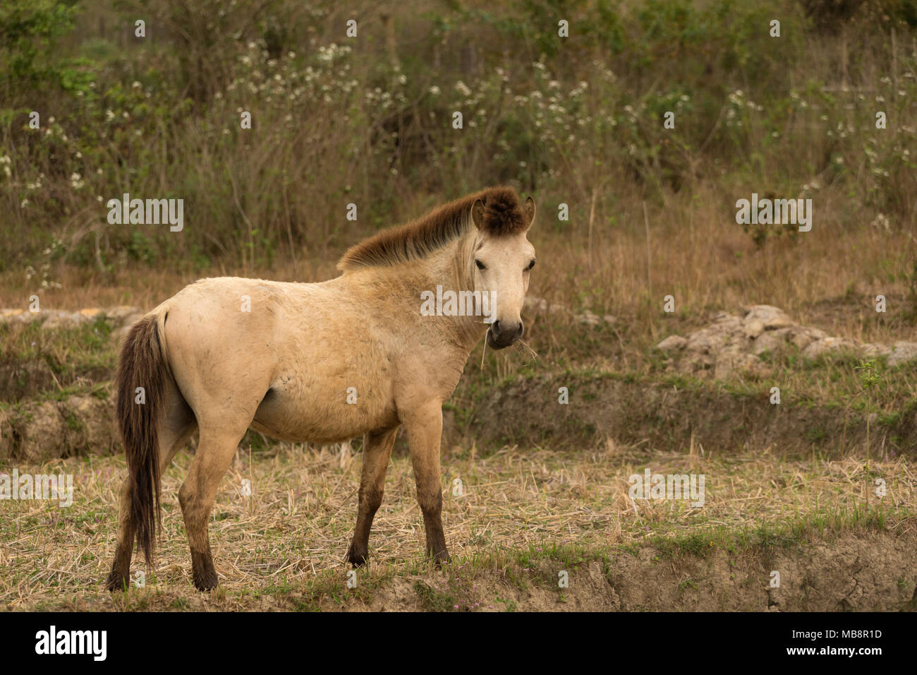Hmong horse hi-res stock photography and images - Alamy