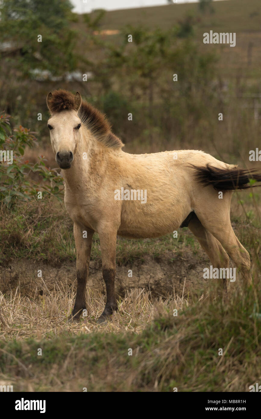 Wild Hmong horses rice fields Laos Asia Animal Stock Photo - Alamy