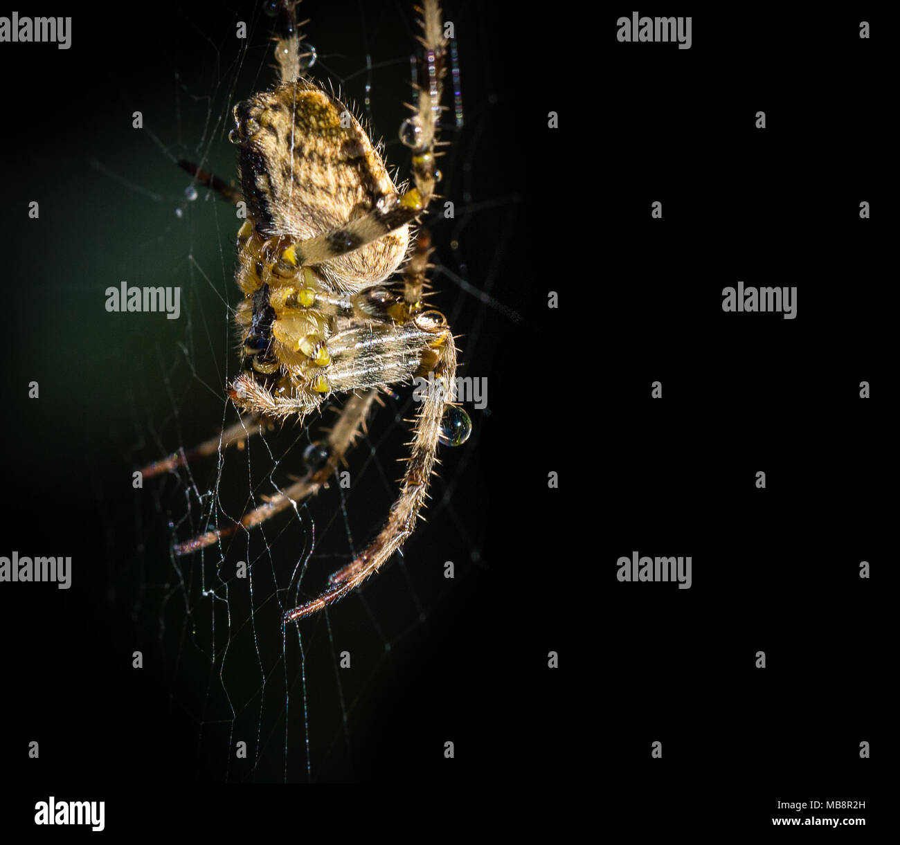 Macro image of wet common garden spider (araneus diadematus) poised on ...