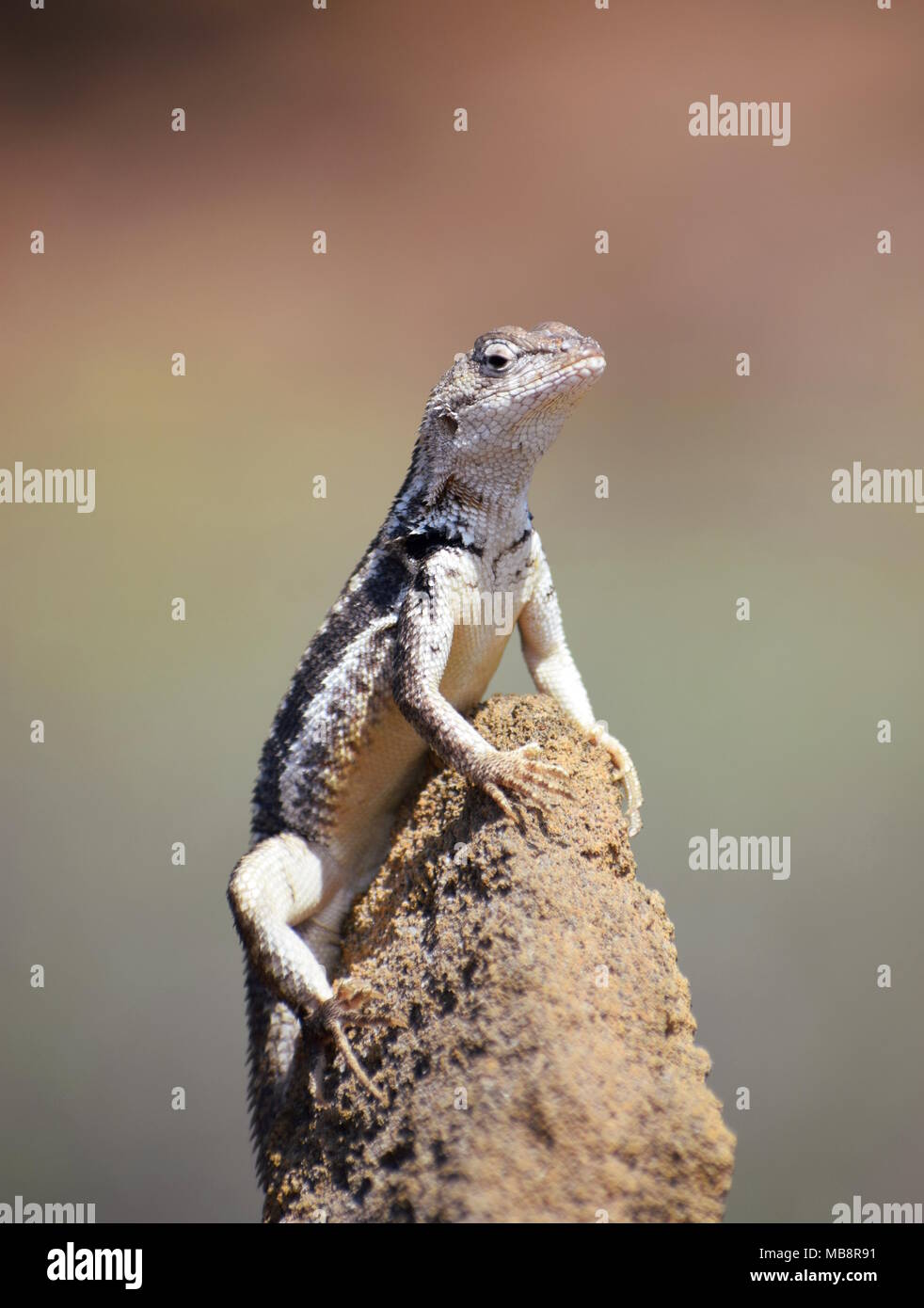 Microlophus bivattatus hi-res stock photography and images - Alamy