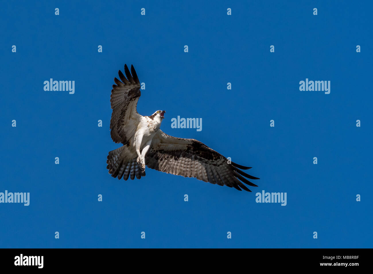 Turkey hawk hi-res stock photography and images - Alamy