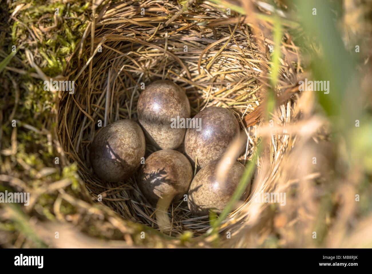 Real wild birds hi-res stock photography and images - Alamy