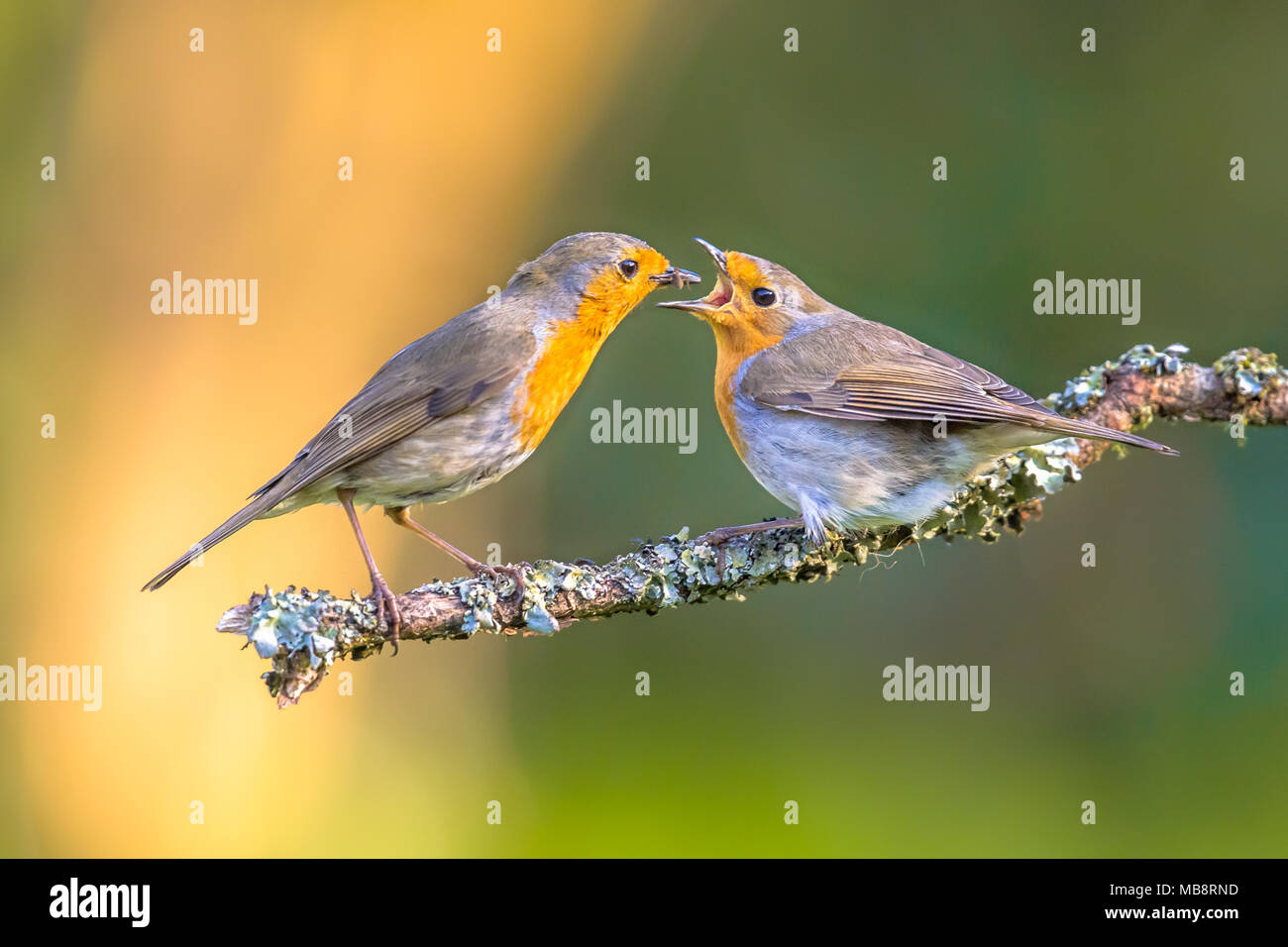 Cute wildlife hi-res stock photography and images - Alamy